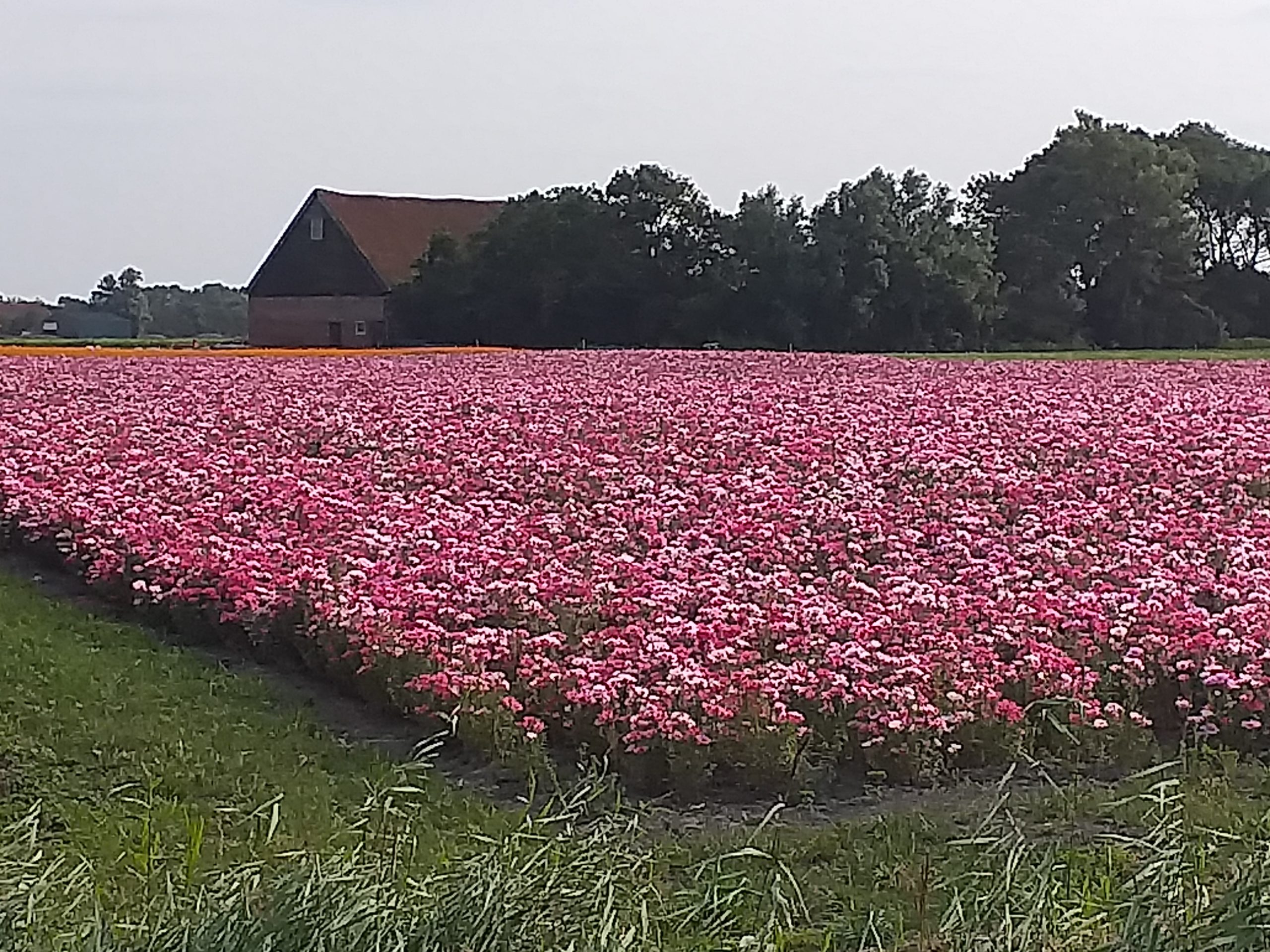 Bloementeelt - Minicamping de Vuurtoren